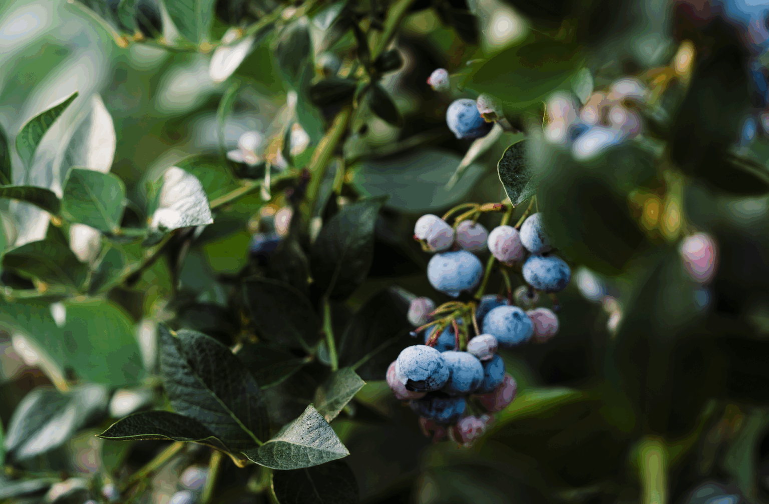 Economic Impact Report, USHBC Presents at Anneberries, BerrySmart Field Days and More - USHBC